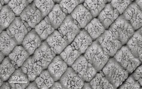 Hydrophobic Surface Femtika