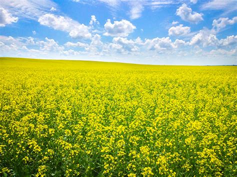 field finders official north dakota travel and tourism guide