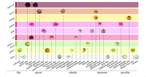 Classification System Of Large Flowered Chrysanthemum Based On Flower Download Scientific