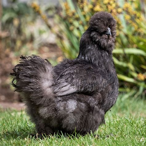 All Black Chicken Breeds