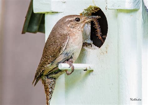 Wren Bringing Home The Bacon Photograph By Tim Kathka Fine Art America