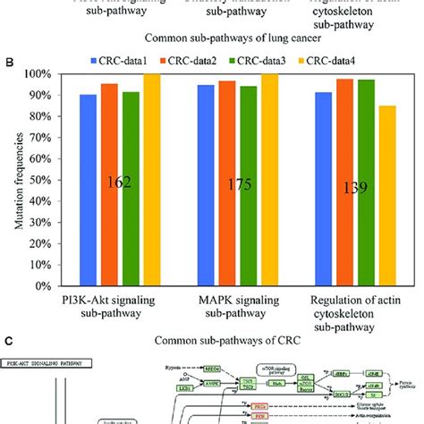 The Schematic Diagram Of The Algorithm To Identify Common Mutation