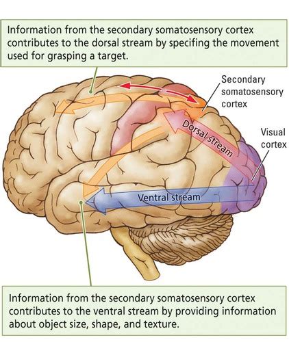 Lec 14 Flashcards Quizlet