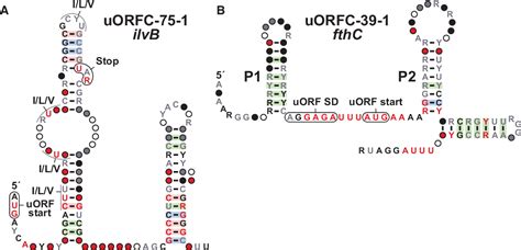 Figure 3 From The Discovery Of Novel Noncoding Rnas In 50 Bacterial Genomes Semantic Scholar