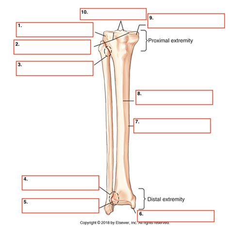 TibiaAnterior View Diagram Quizlet