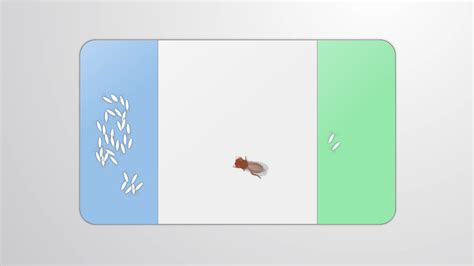 Video Drosophila Egg Laying Preference Assay A Method To Test Decision Making In Flies