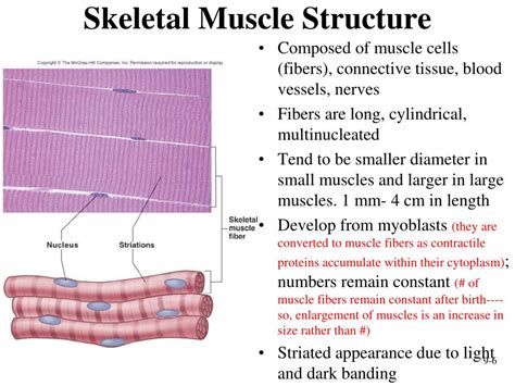 Skeletal Muscle Cell Structure