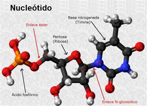 Significado De Nucleótido