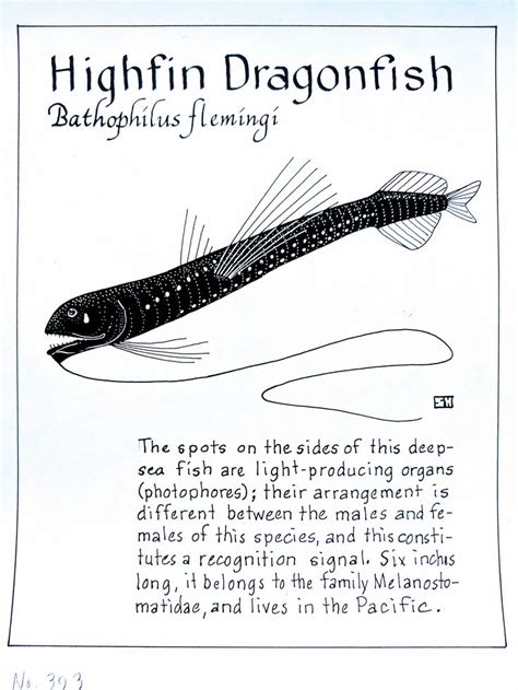 Highfin Dragonfish Bathophilus Flemingi Biologie Kreativ Tiere