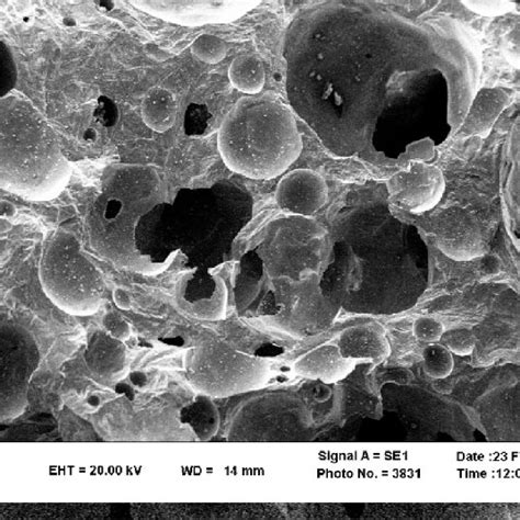 Sem Image Of Is Existence Of Many Pores In Is Surface And Structure Download Scientific Diagram