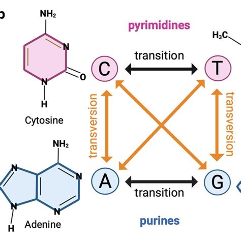 A The Base Editing System Consists Of A Single Guide RNA SgRNA A Download Scientific