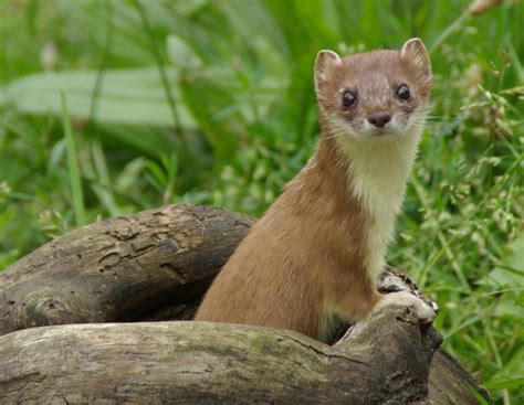 Stoat Mustela Erminea