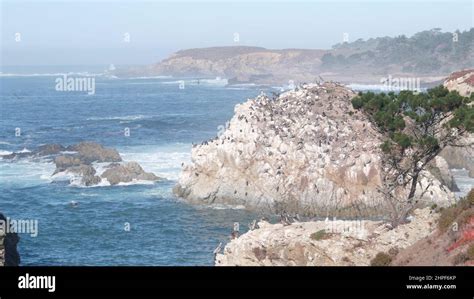 Flock Of Brown Pelicans On Cliff Rocky Island In Ocean Point Lobos