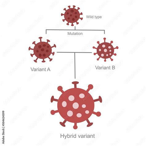 A Diagram Represents The Occurrence Line Of Hybrid Variant That