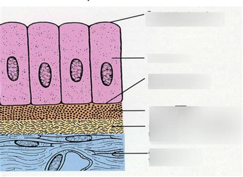 Bio 201 L Epithelial Tissue Types Properties Diagram Quizlet