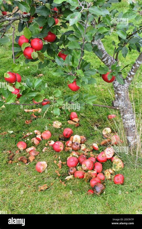 Fallen Apples Laying On The Ground Under Tree With Ripe Red Apples