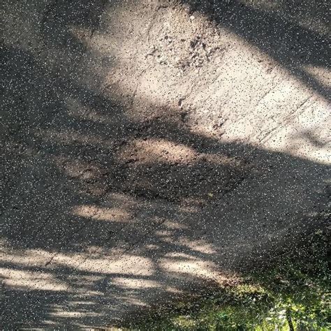 Crater Discernment Object Detection Dataset And Pre Trained Model By Crater Discernment