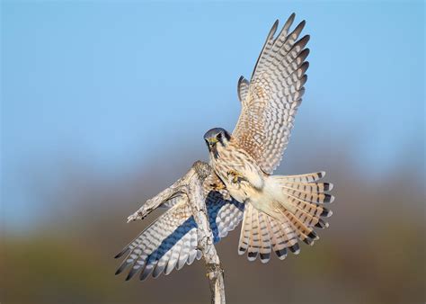 Kestrel Landing Photograph By Johnny Chen Pixels