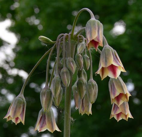 Allium Siculum Pollinator Plants Bulbous Plants Cottage Garden Plants