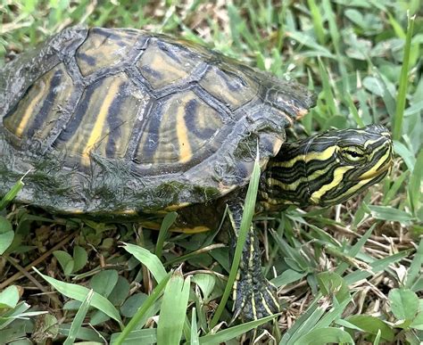 Trachemys Scripta Subspecies Pond Sliders Reptifiles Trachemys Scripta Subspecies Pond Sliders Reptifiles