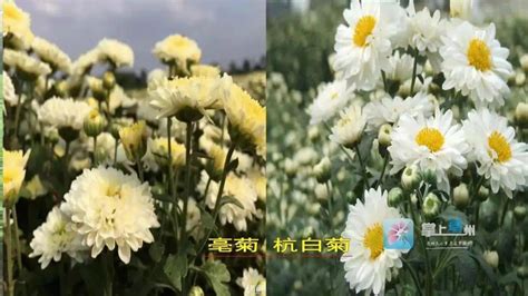这种亳州地道药材价格一路上涨原因是 菊花