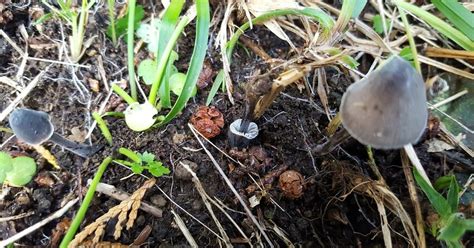 Basidiocarps Of Mycena Ustalis Download Scientific Diagram