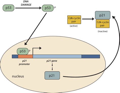 4 3 The Cell Cycle And Its Regulation Cell And Molecular Biology