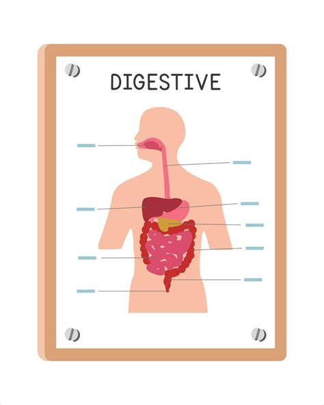Human Digestive System Poster Clipart Cartoon Style Vector Design Use