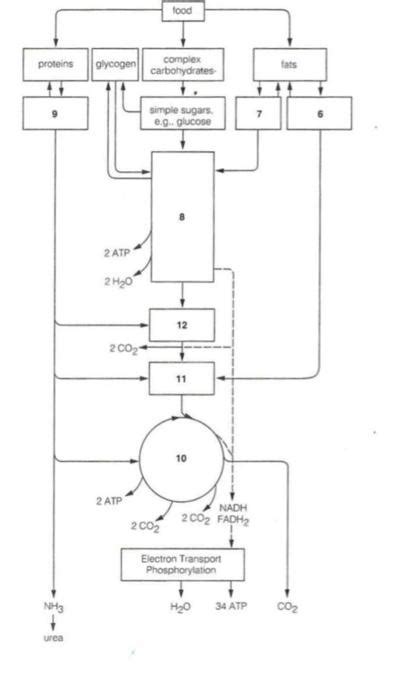 solved true false if the statement is true write a t in the