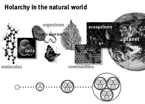 Natural Forms Are Arranged In Nested Holarchies Of Whole Parts Or Download Scientific Diagram
