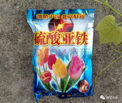茉莉梔子不開花幾個小動作保你的花開爆盆 每日頭條