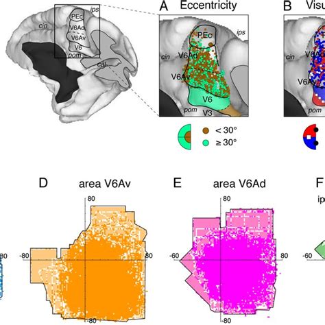 Subdivisions Within The Visual Pathway From V1 Dorsal Vs Ventral Download Scientific Diagram