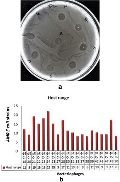 a spotting of enriched coliphages isolated from environmental samples