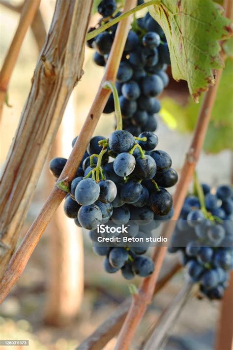 음식이나 와인 만들기를 위한 포도 수확 시간에 검은 포도 무리 카베르네 프랑 소비뇽 그레나슈 포도 0명에 대한 스톡 사진 및 기타 이미지 Istock
