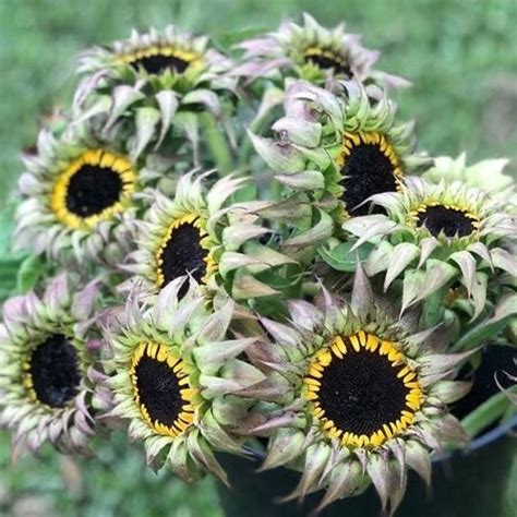 10 Seeds Sunfill Purple Sunflower Seed Etsy