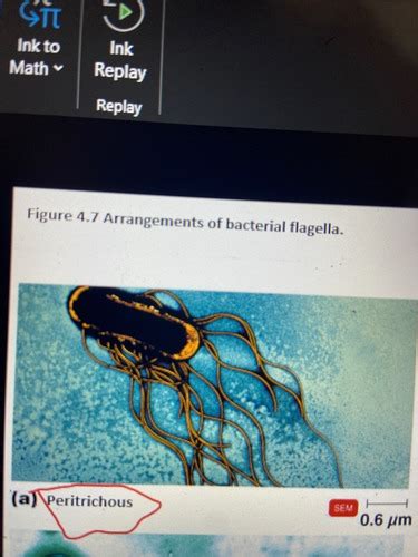Chapter 3 The Cell Flashcards Quizlet