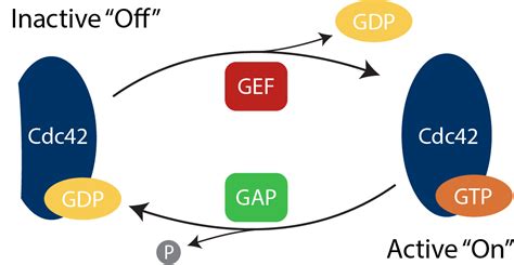 Cdc42 Assay A Validated Cdc42 Inhibitor Screening Assay