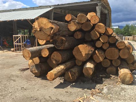 Vindem Bustean De Gater Stejar • Lemnsupermarket Ro