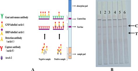 A Schematic Of A Gold Immunochromatography Strip Based On Mab B Download Scientific Diagram