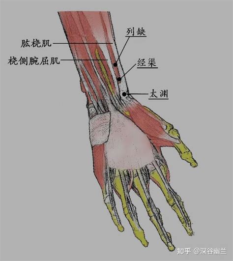 透过解剖太渊穴处查病因 知乎
