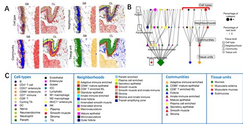 Nature：phenocycler Fusion空间单细胞蛋白组学（简称pcf 原codex）构建肠道组织结构图谱 知乎