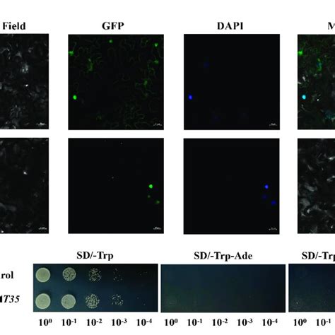 Subcellular Localization Assay And Transcriptional Activation Activity Download Scientific