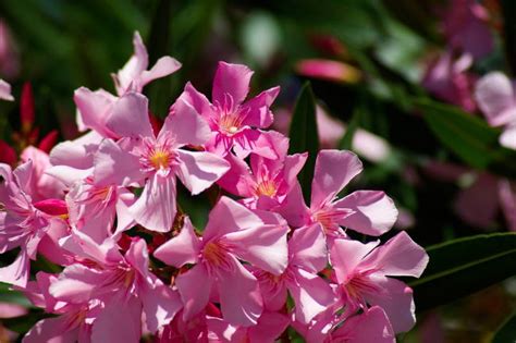 夾竹桃キョウチクトウスペイン語の花の名前と花言葉 スペイン語の花言葉