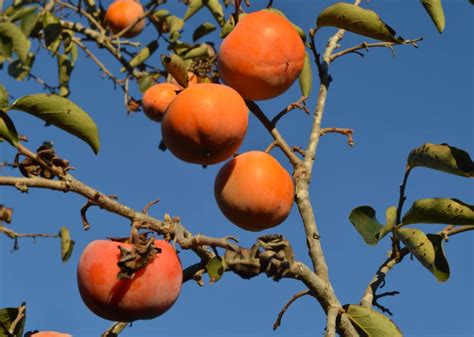 감나무 태몽 9가지 상황별 완벽 해석 유익한 이야기