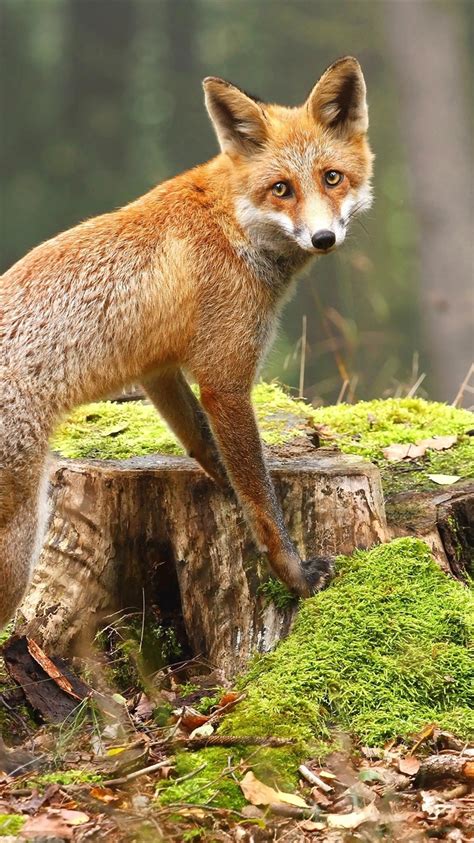 Wallpaper Fox Look Back Stump 2880x1800 Picture Image