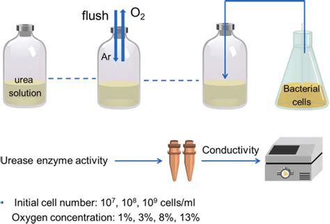 What Is A Urea Test In Microbiology At Lachlan Ricardo Blog