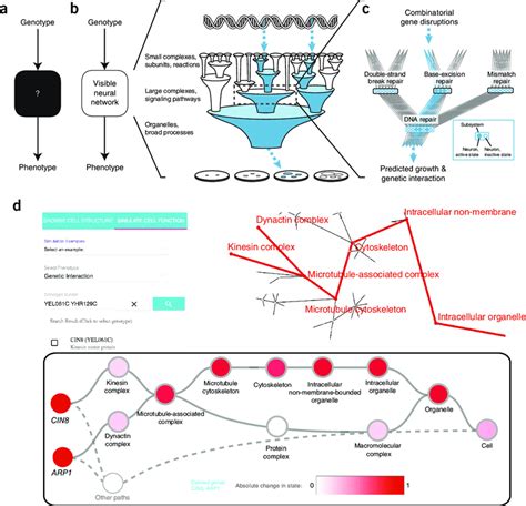 Figure Modeling System Structure And Function With Visible Learning Download Scientific