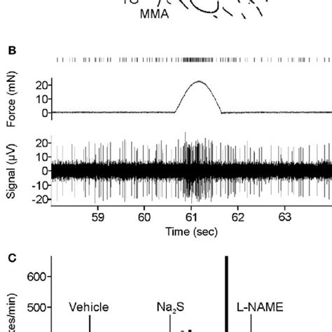 Experimental Setup And Data Recording A Extracellular Recording Download Scientific