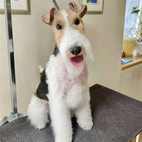 The Importance Of Decompression When Bringing Home A New Dog A Guide