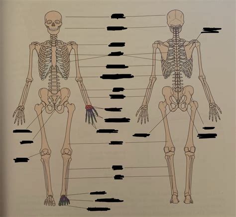 Anatomy Pt 2 Diagram Quizlet